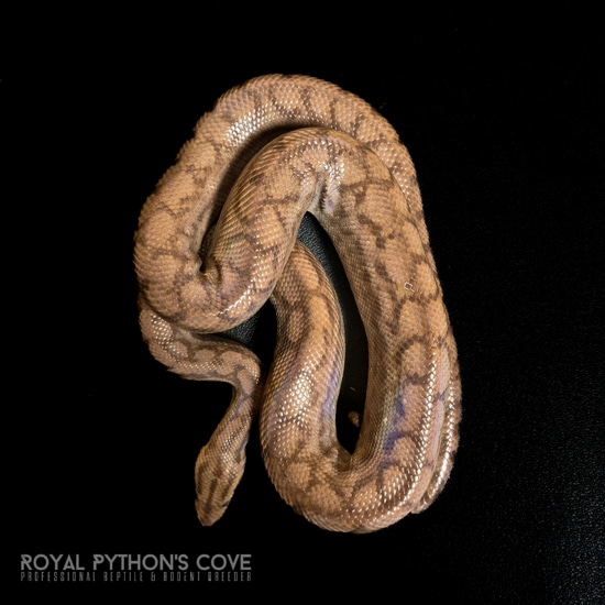 Subadult Female 100% Het Leucistic Colombian Rainbow Boa by Royal ...