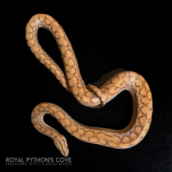 Subadult Male 100% Het Leucistic Colombian Rainbow Boa by Royal Python ...