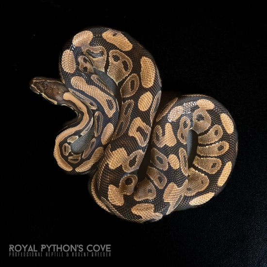 Volta Ball Python by Royal Python's Cove LLC