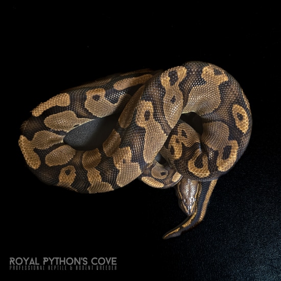 Red Stripe 100% Het Pied Ball Python by Royal Python's Cove LLC