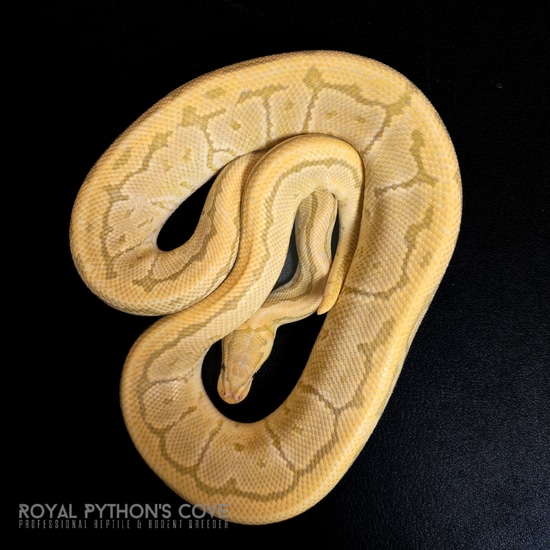 Caramel Albino Ghost Pinstripe Ball Python by Royal Python's Cove LLC