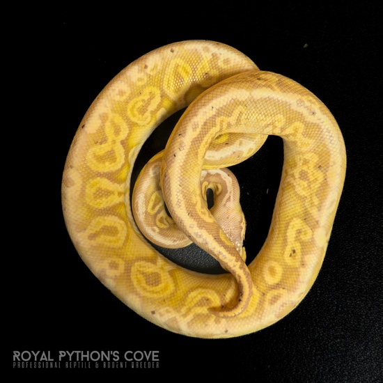 Banana GHI Ball Python by Royal Python's Cove LLC