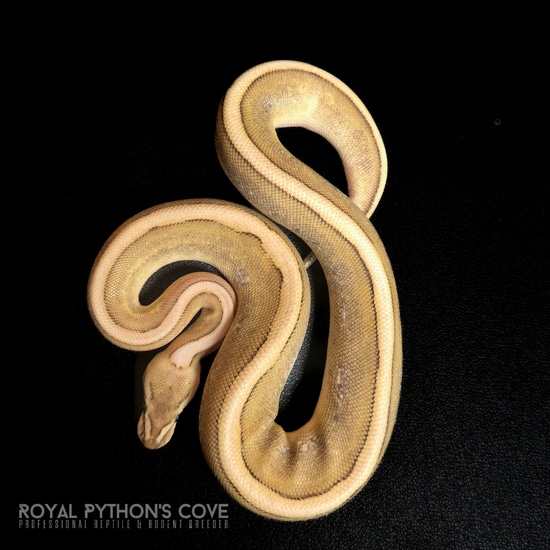 Bamboo Pastel Genetic Stripe Ball Python by Royal Python's Cove LLC