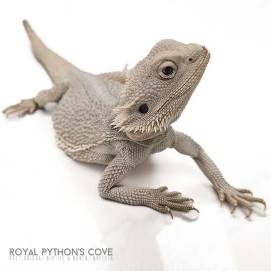 Female Subadult Zero Bearded Dragon Central Bearded Dragon by Royal ...