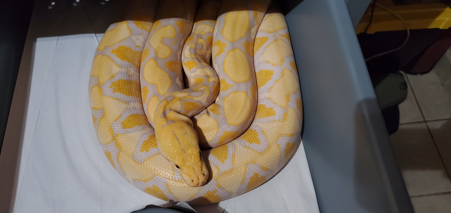 Lavender Platinum Reticulated Python by Precision Reptiles - MorphMarket