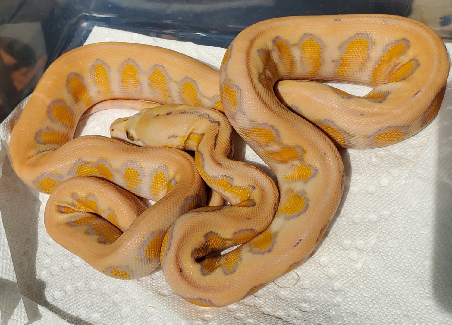 Purple Motley Jaguar Reticulated Python by Precision Reptiles - MorphMarket