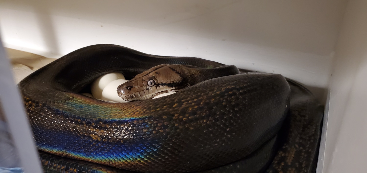 Goldenchild 100% Het Purple Reticulated Python by Precision Reptiles ...