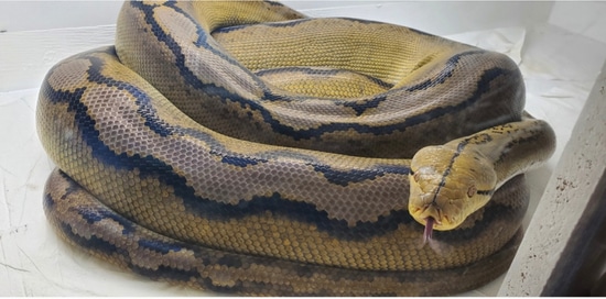 Motley Sunfire Het Albino Reticulated Python by Precision Reptiles
