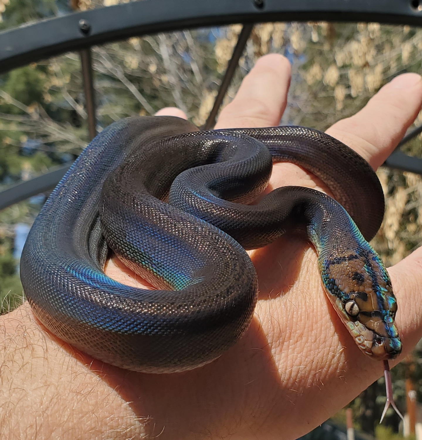 25% Dwarf/super Dwarf Motley Goldenchild Het Anery Poss Het Purple ...