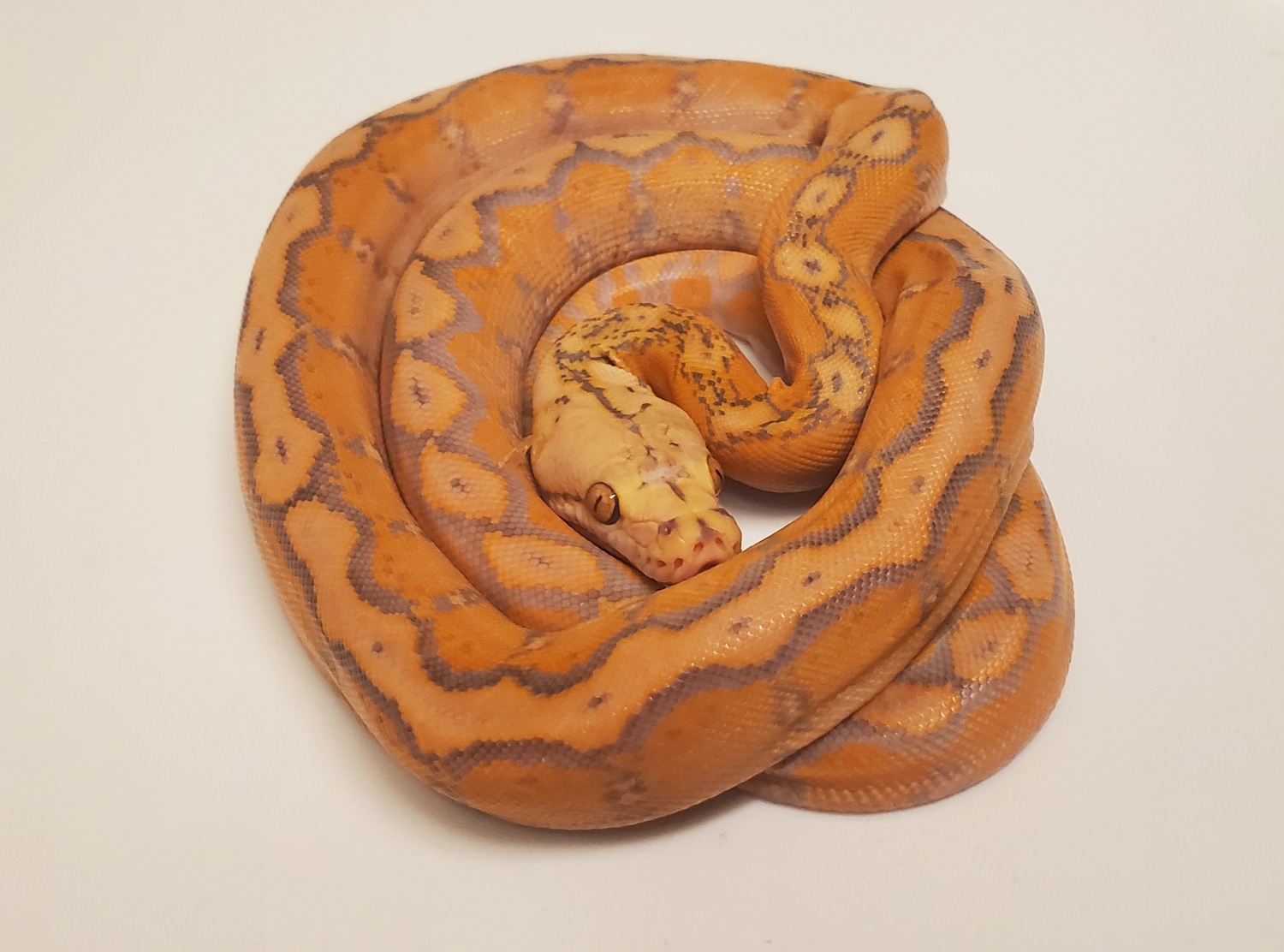 25% Dwarf/super Dwarf Purple Motley Het Anery/snow Reticulated Python ...