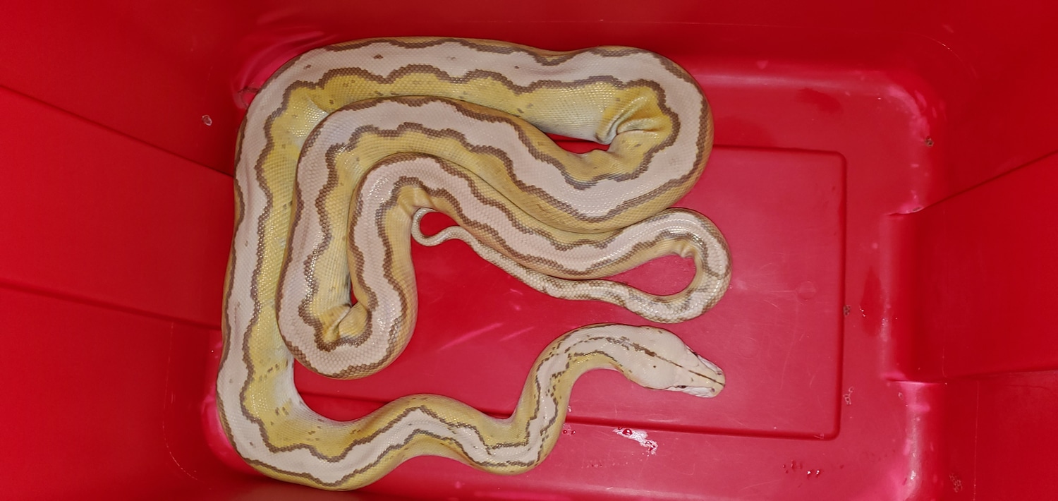 Orange Glow Motley Sunfire Reticulated Python by Precision Reptiles ...