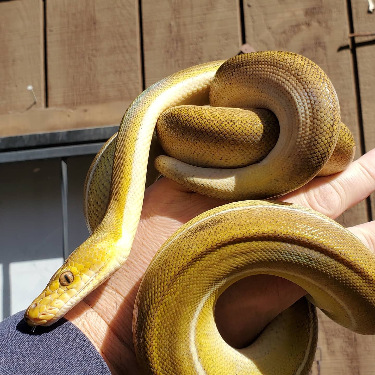 Orange Ghost Stripe Goldenchild Super Tiger Poss Het Albino Reticulated ...