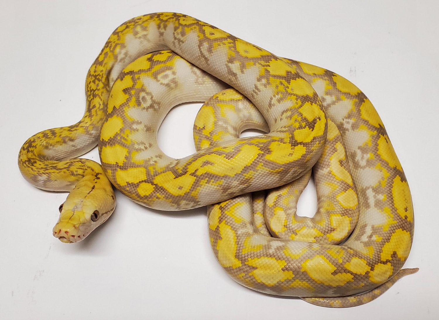 50% Kalaotoa Super Dwarf Purple Albino 100% Het Anery Het Snow ...