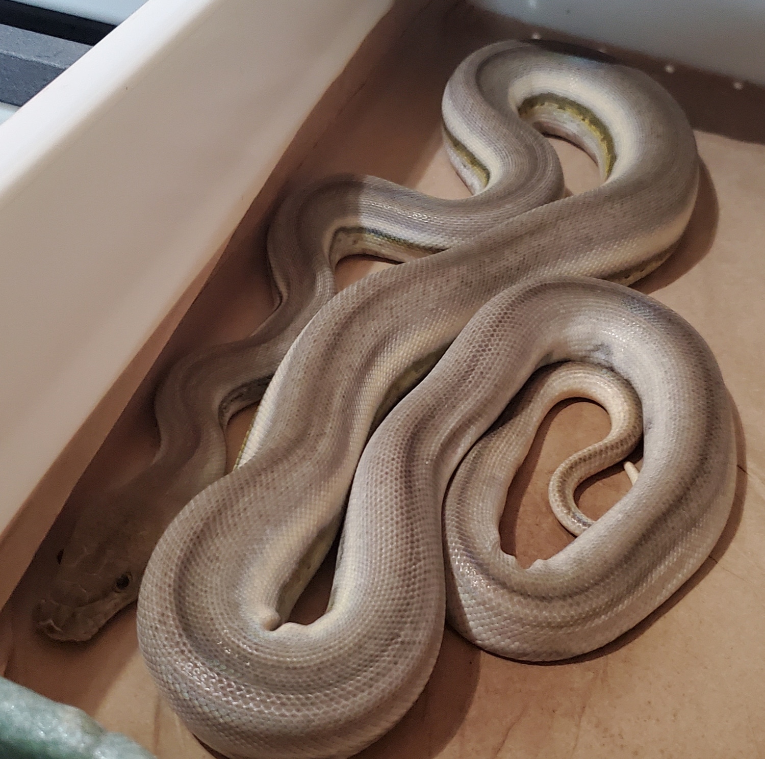 Jaguar Genetic Stripe Het Renick Ghost Reticulated Python by Precision ...