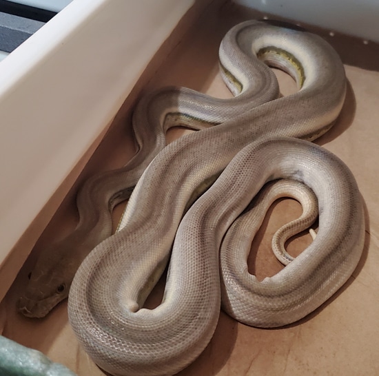 Jaguar Genetic Stripe Het Renick Ghost Reticulated Python by Precision ...