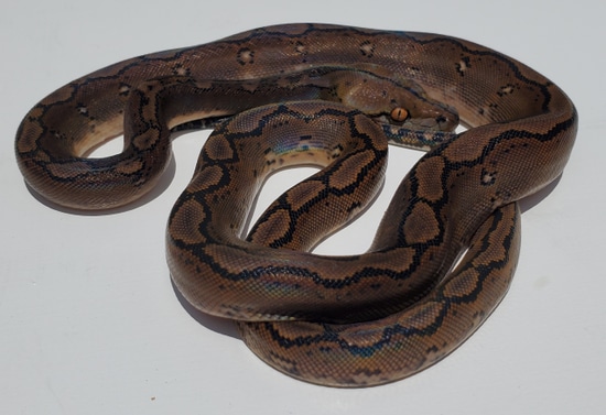 25% Superdwarf Kalaotoa Motley Het Aney Poss Het Purple Reticulated ...