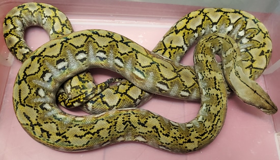 100% Super Dwarf Kalaotoa Reticulated Python by Precision Reptiles