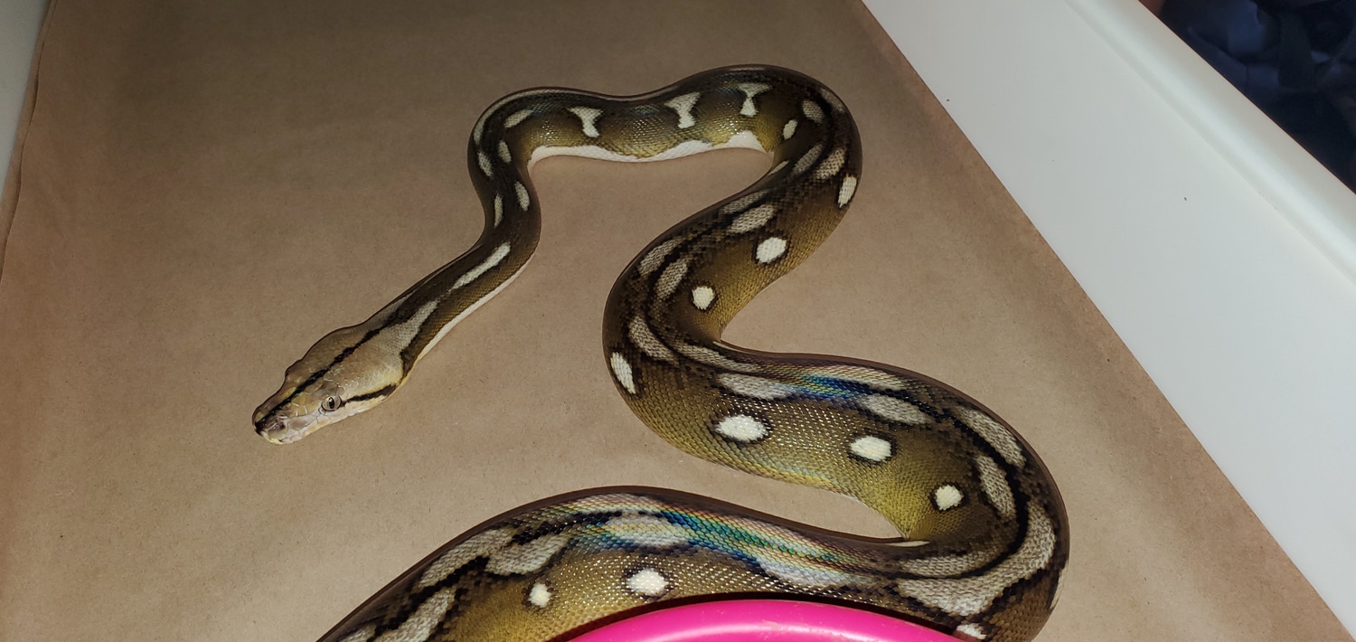 Motley Suntiger Het Ogs Reticulated Python by Precision Reptiles ...
