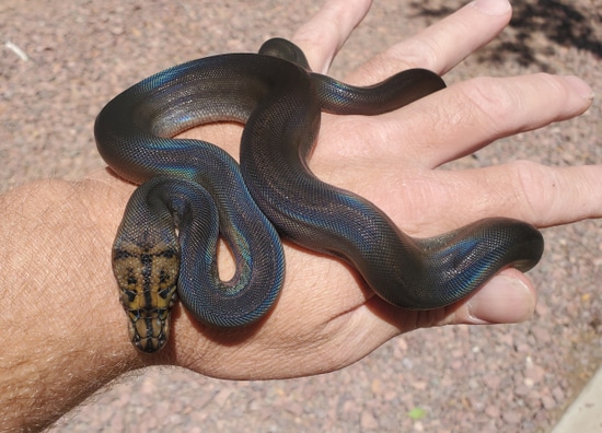 Motley Goldenchild Poss Het Albino Reticulated Python by Precision ...