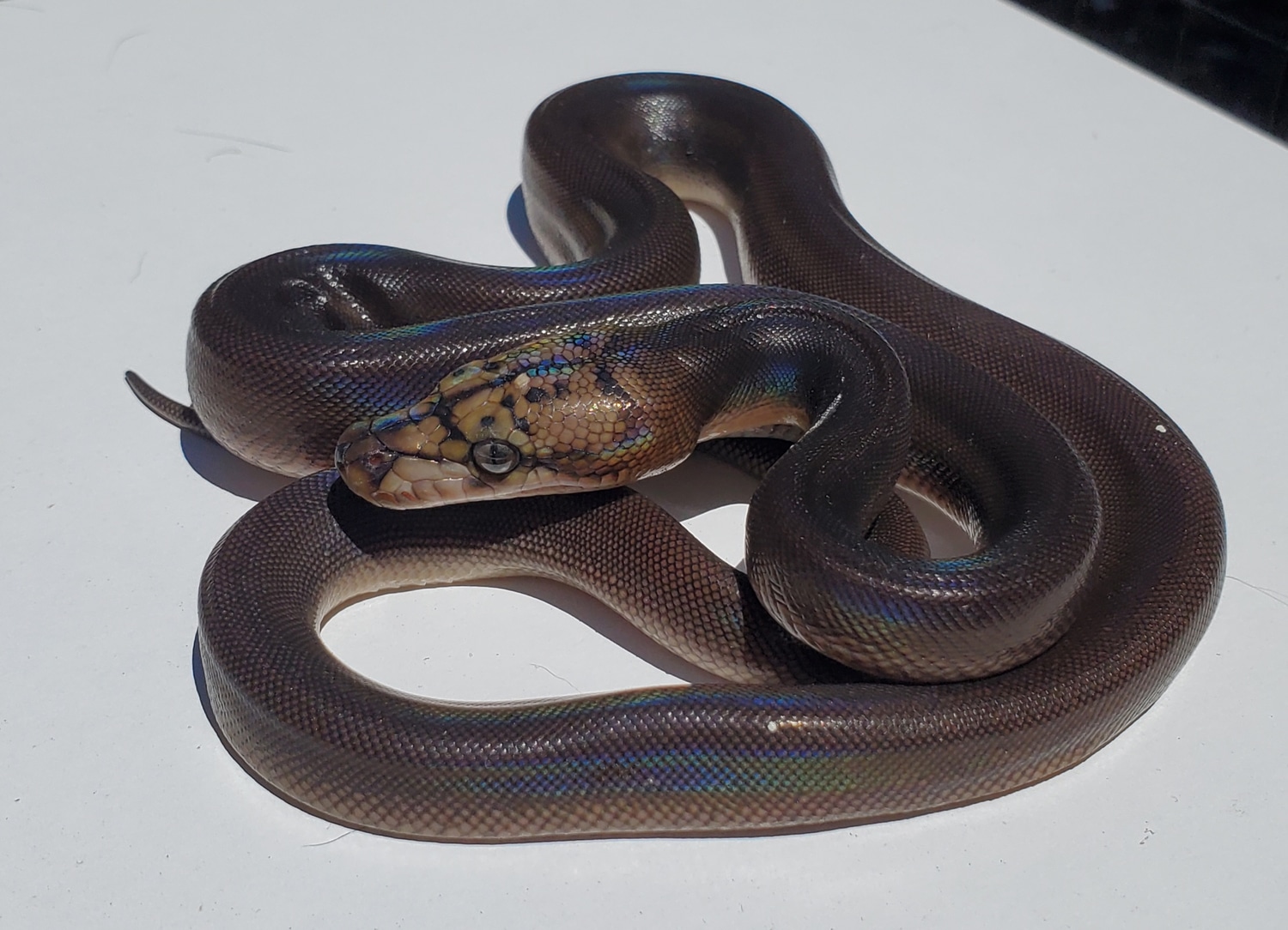 Motley Goldenchild Poss Het Albino Reticulated Python by Precision ...