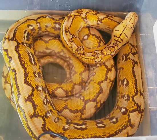 Proven Orangeglow Marble Reticulated Python by Precision Reptiles
