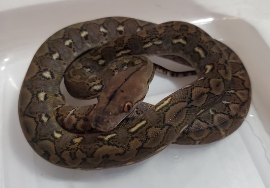 F2 Super Dwarf Kalaotoa Reticulated Python by Precision Reptiles