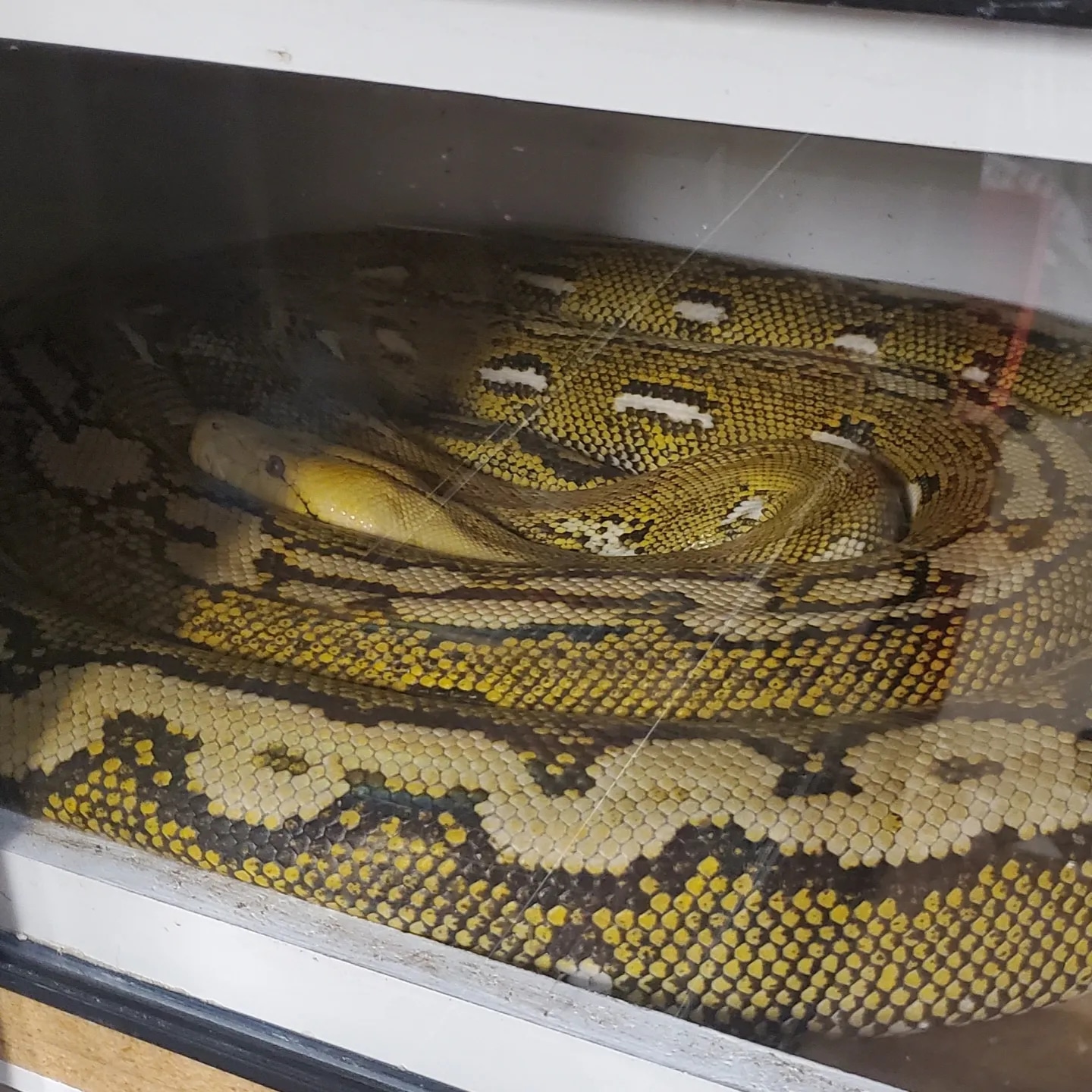 Orange Ghost Stripe Reticulated Python by Precision Reptiles - MorphMarket