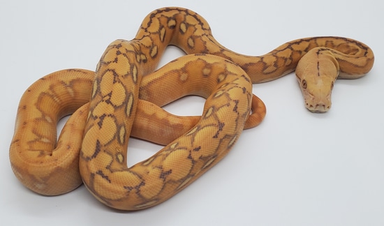 Indo Caramel Marble Suntiger Reticulated Python by Precision Reptiles