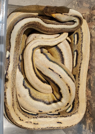 Proven Phantom Sunfire Genetic Stripe Poss Het Renick Ghost Reticulated ...