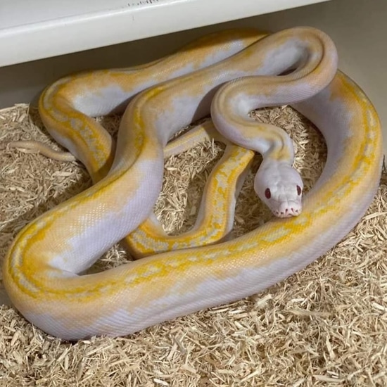 Purple Motley Pied Reticulated Python by Precision Reptiles