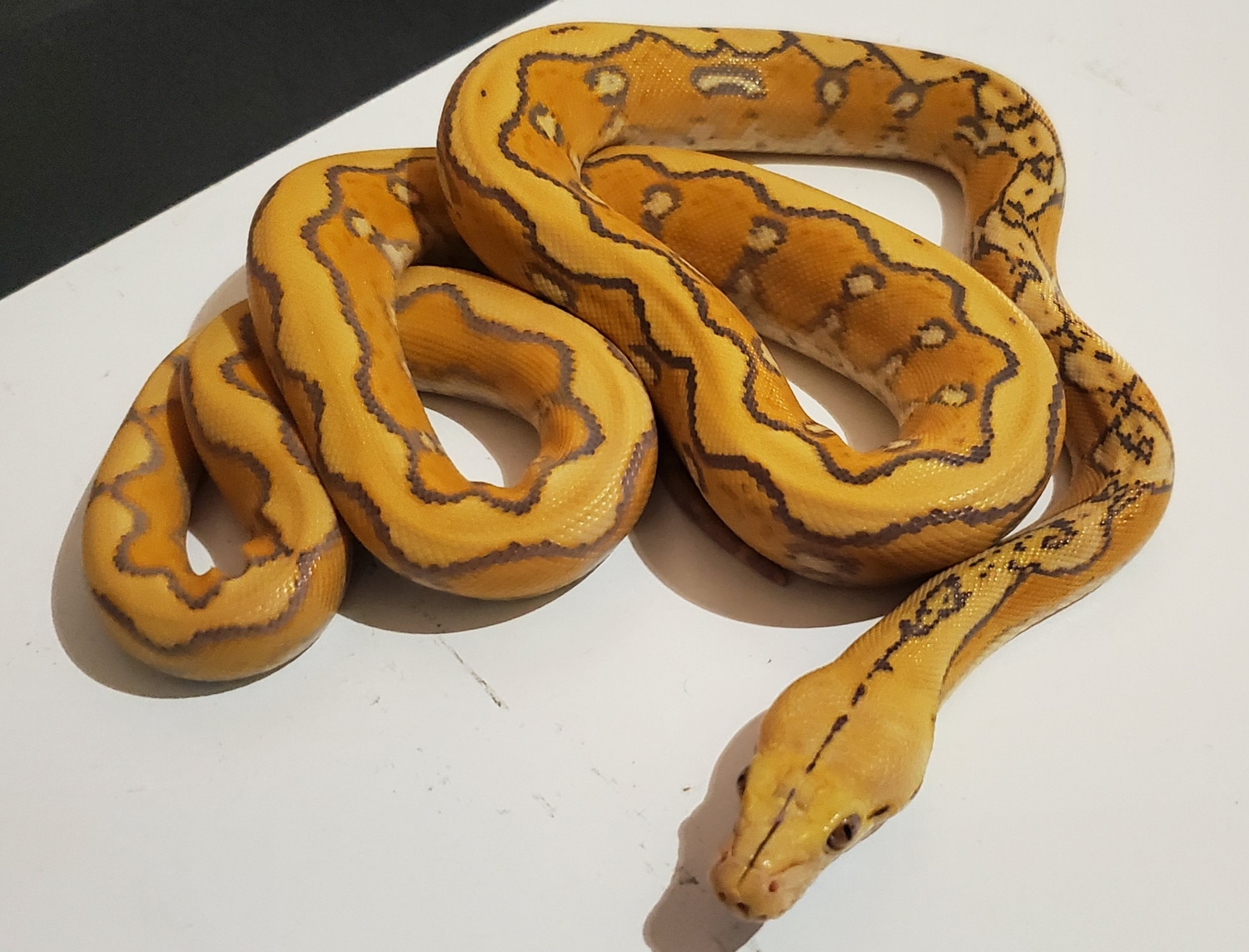 Purple Sunfire Hogs Reticulated Python by Precision Reptiles - MorphMarket