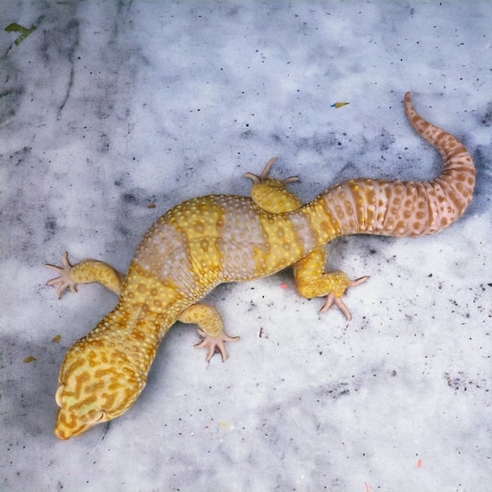 Tremper Moose Line Super Giant Leopard Gecko by High contrast geckos
