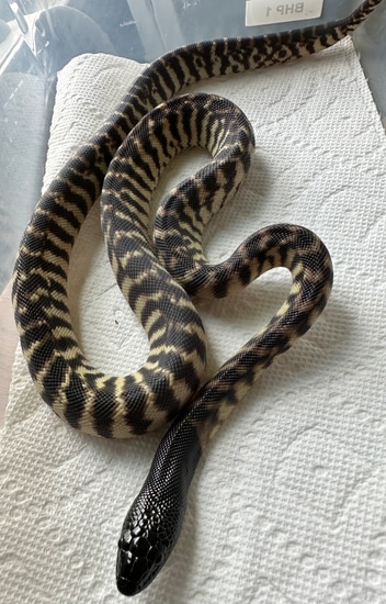 Goergen Western Line Male Black-Headed Python by High Caliber Herps