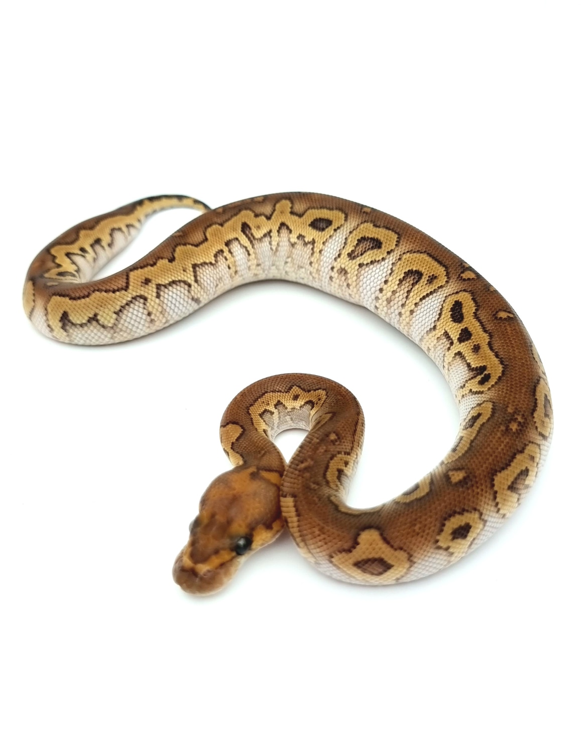 Mojave Yellowbelly Clown Ball Python by Highcoastreptiles - MorphMarket