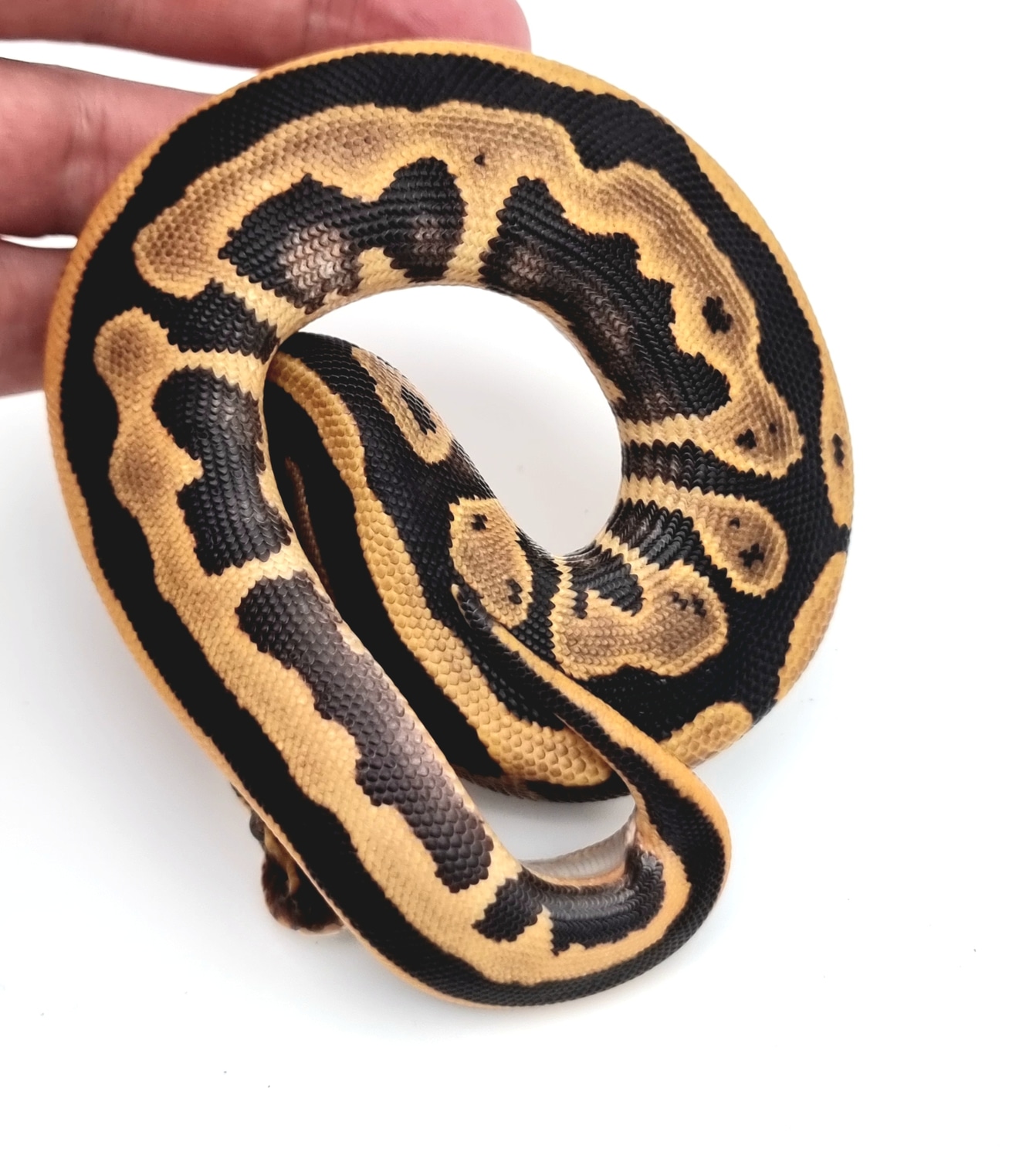 Redhead Fire Leopard Het Clown Ball Python by Highcoastreptiles ...