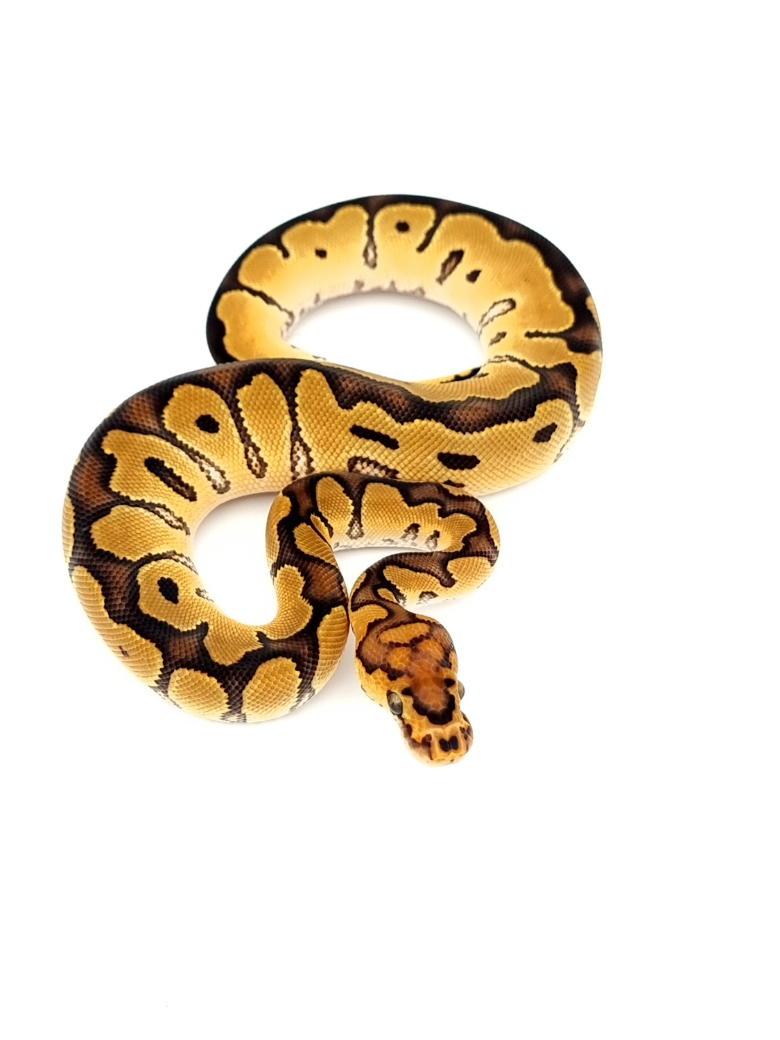 Clown Het Desert Ghost Het Hypo Ball Python by Highcoastreptiles ...