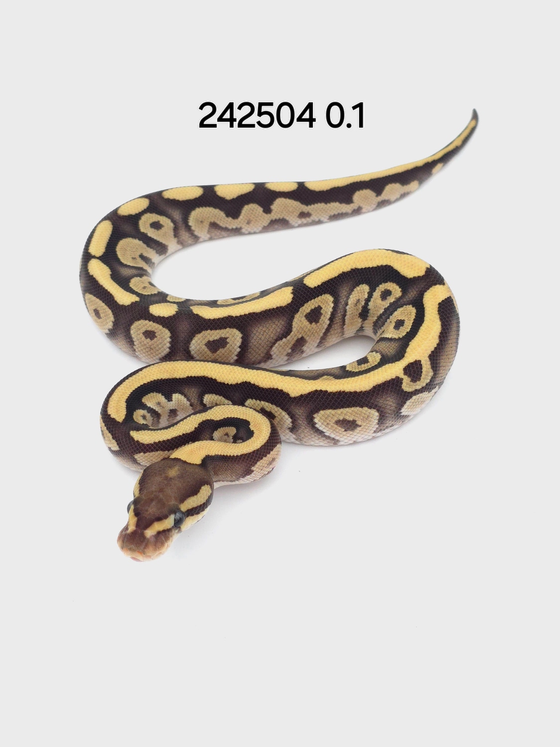 Mojave Fire Triple Het Clown VPI Axanthic DG