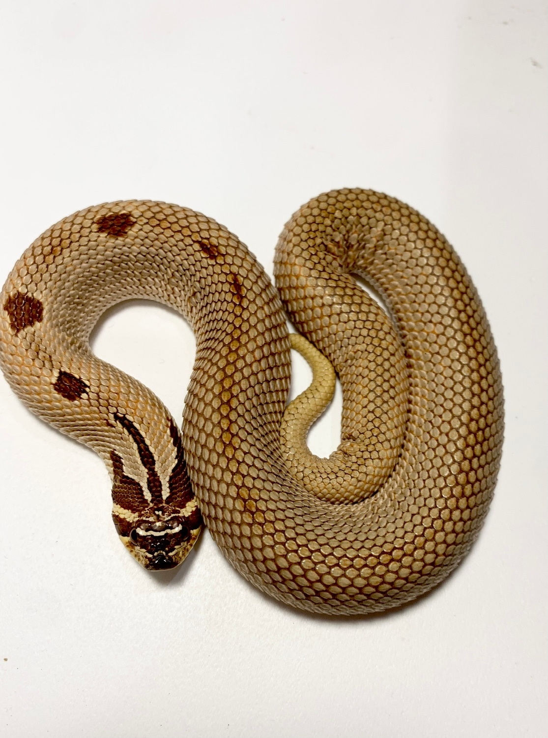 ARCTIC Superconda 100% Purpleline Albino Pos Het Axanthic Western ...