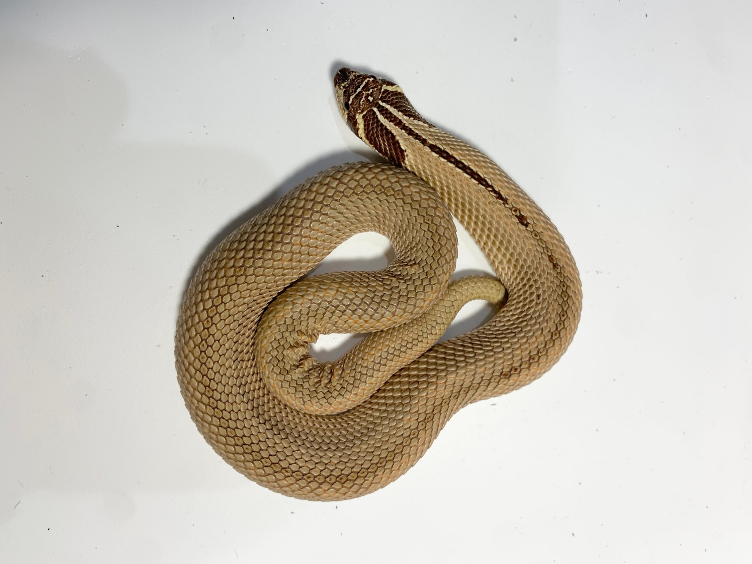 ARCTIC Female Super Anaconda 100% Het Purpleline Albino Pos Het ...