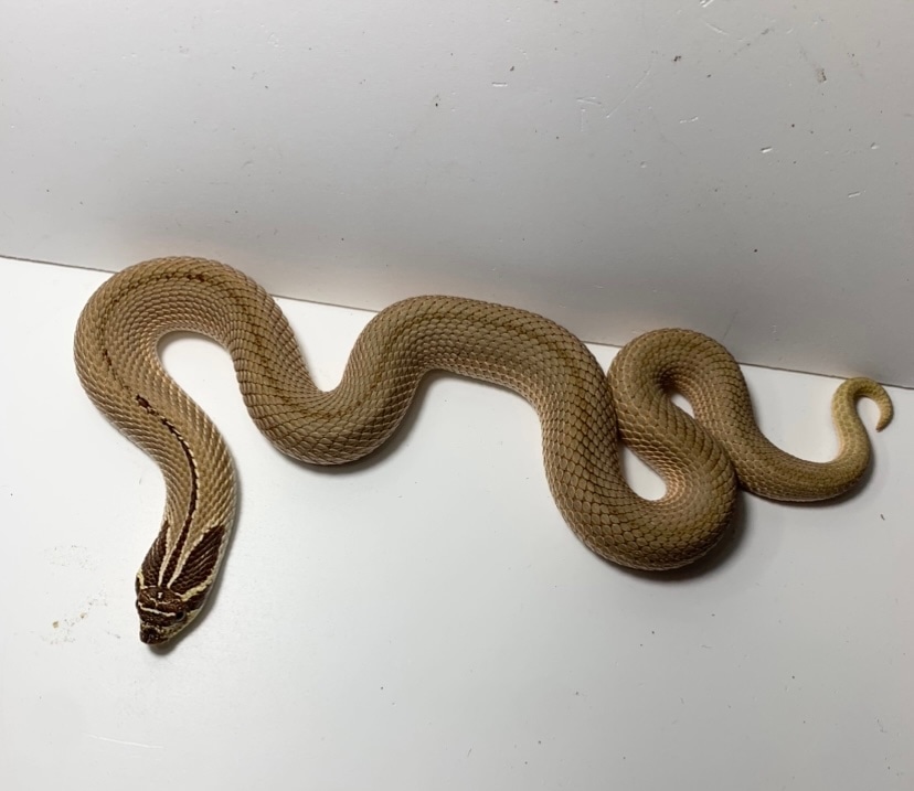 SALE Superconda 100% Het Purpleline Albino Pos Het SNOW Western Hognose ...