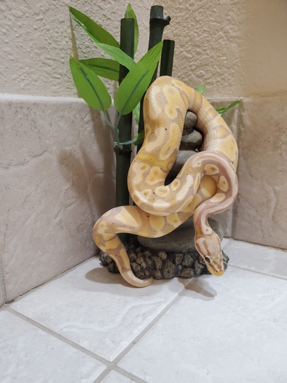Pastel Banana Het Clown Ball Python by High desert exotics