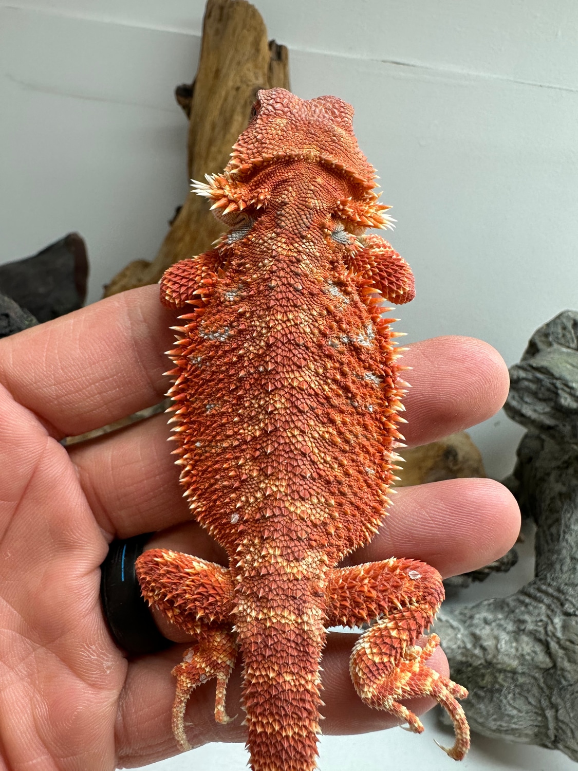 Hypo Red Monster Central Bearded Dragon by High Desert Dragons - MorphMarket