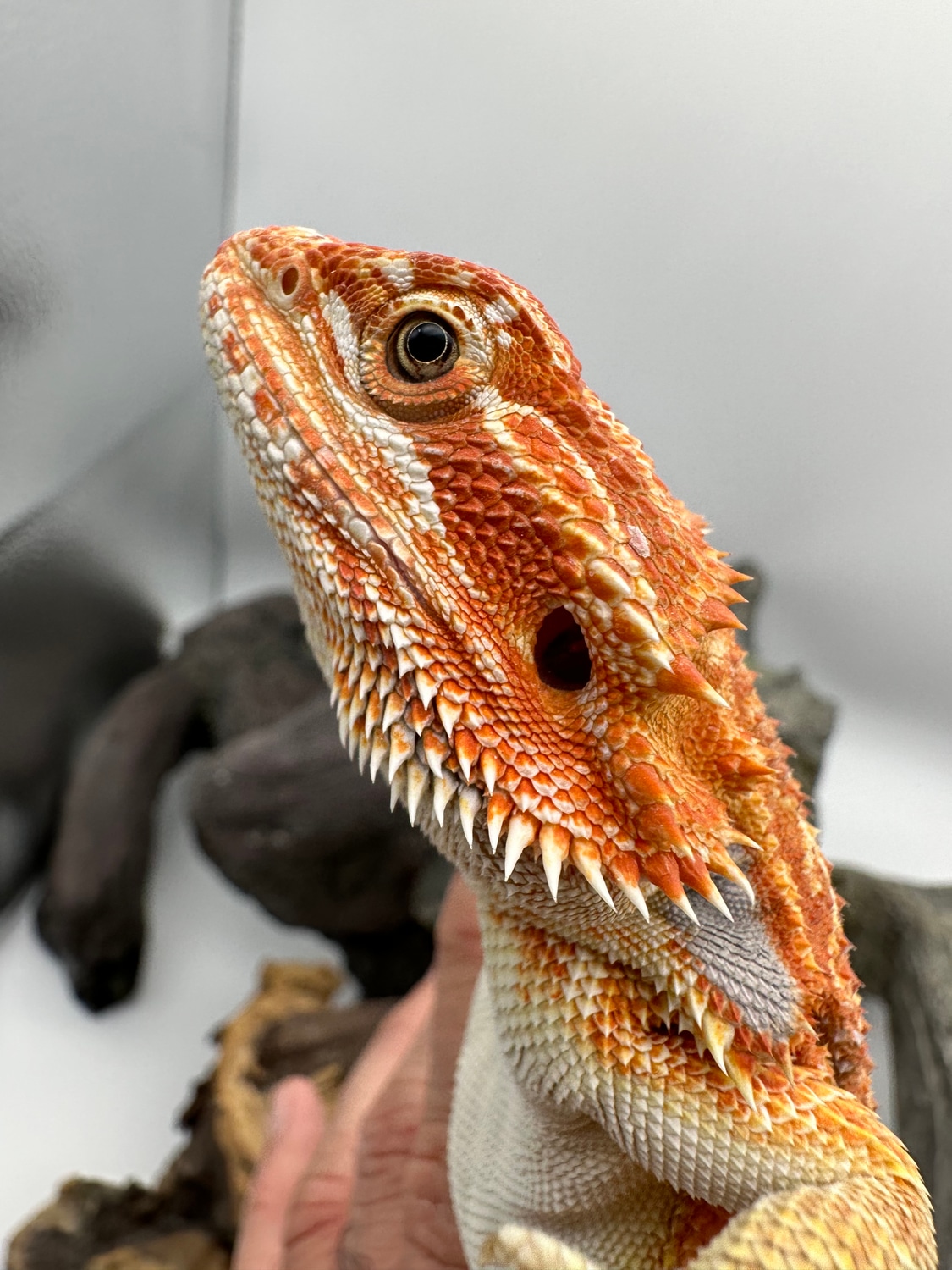 Red Citrus Tiger Cross Central Bearded Dragon by High Desert Dragons ...