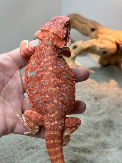 Half Monster Hold Back Release Central Bearded Dragon by High Desert ...