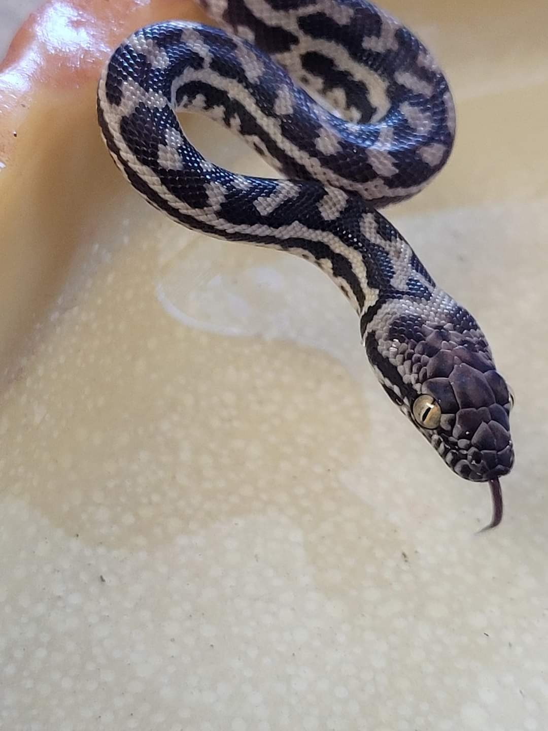 Western Stimson's Python Children's Python by High Desert Geckos Exotic ...