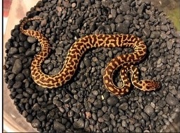 Western Stimson's Wheatbelt Children's Python by High Desert Geckos ...