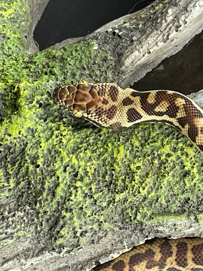 Western Stimson's Pythons by High Desert Geckos Exotic Pets & Supplies