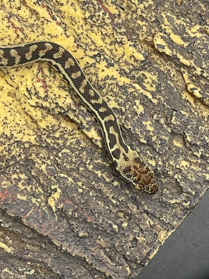 Western Stimson's Python by High Desert Geckos Exotic Pets & Supplies