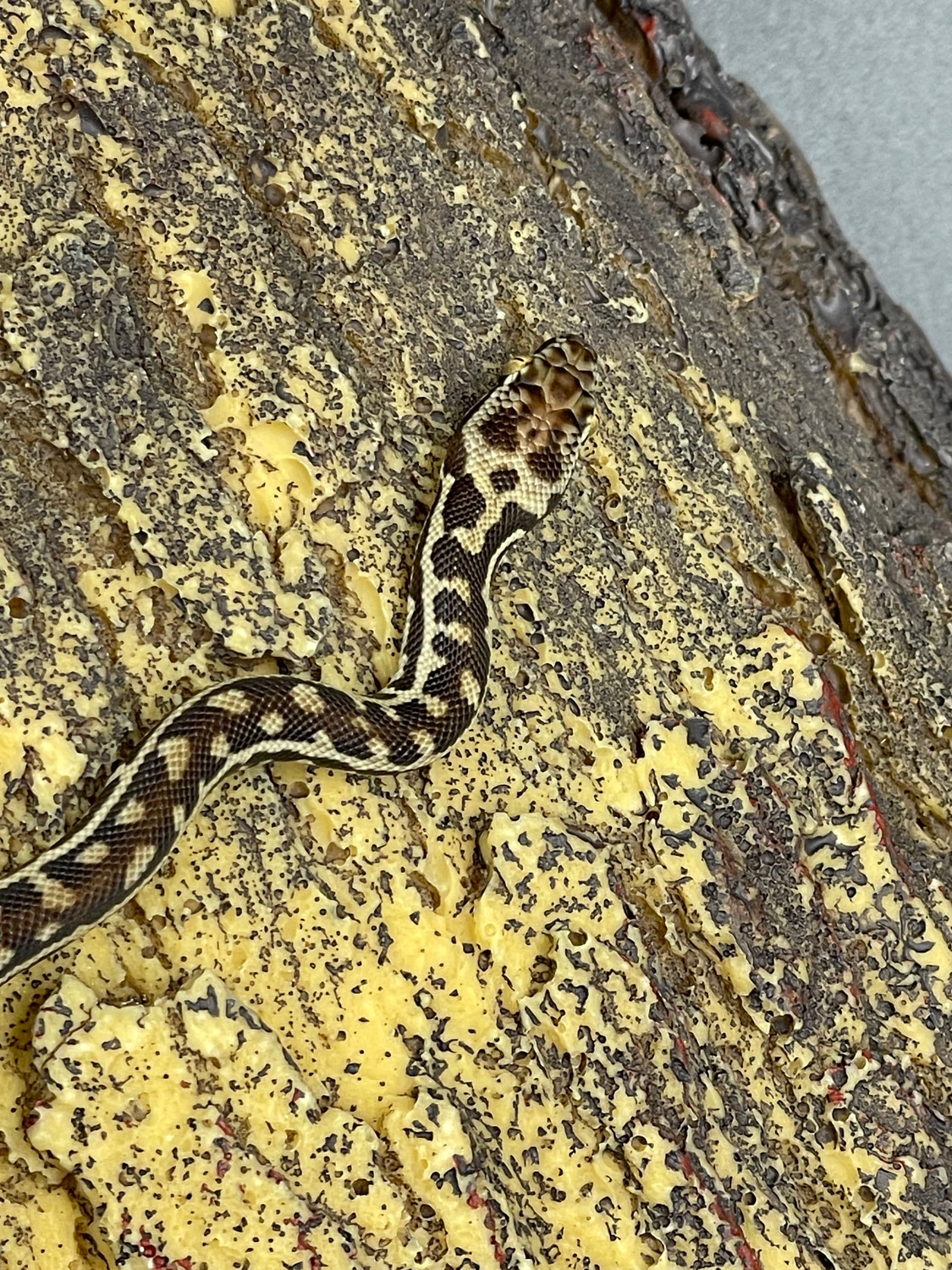 Western Stimson's Python Children's Python by High Desert Geckos Exotic Pets & Supplies ...