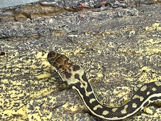 Western Stimson's Python Children's Python by High Desert Geckos Exotic ...